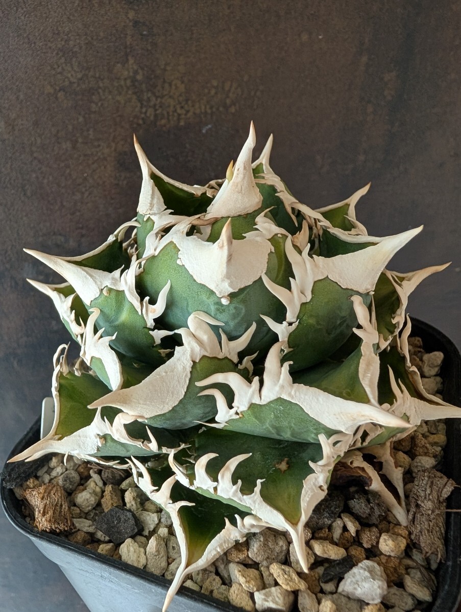 Yahoo!オークション - 【AGAVE TITANOTA LIZE産 大白鯊】アガベ チタノ...