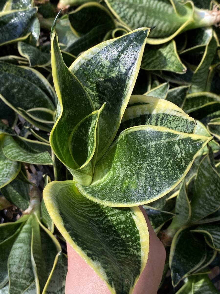 Yahoo!オークション - 【50株セット】P34&9-4 サンスベリア ゴールデ...