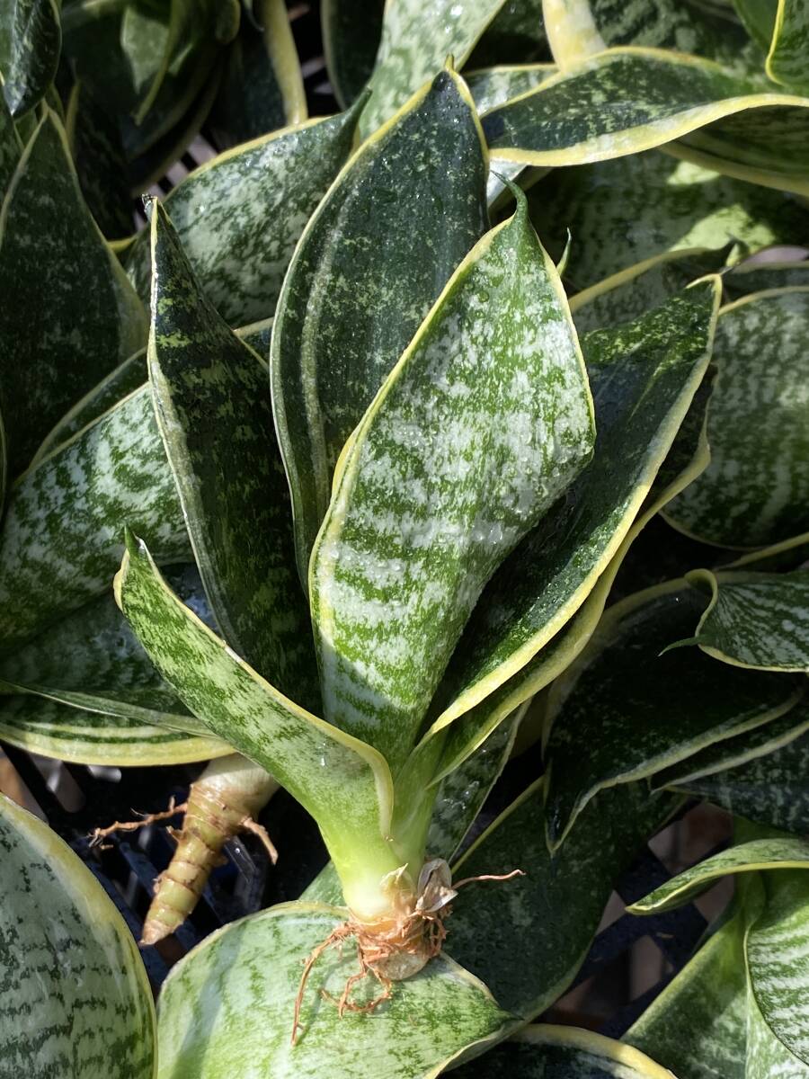 Yahoo!オークション - 【50株セット】P34&9-4 サンスベリア ゴールデ...