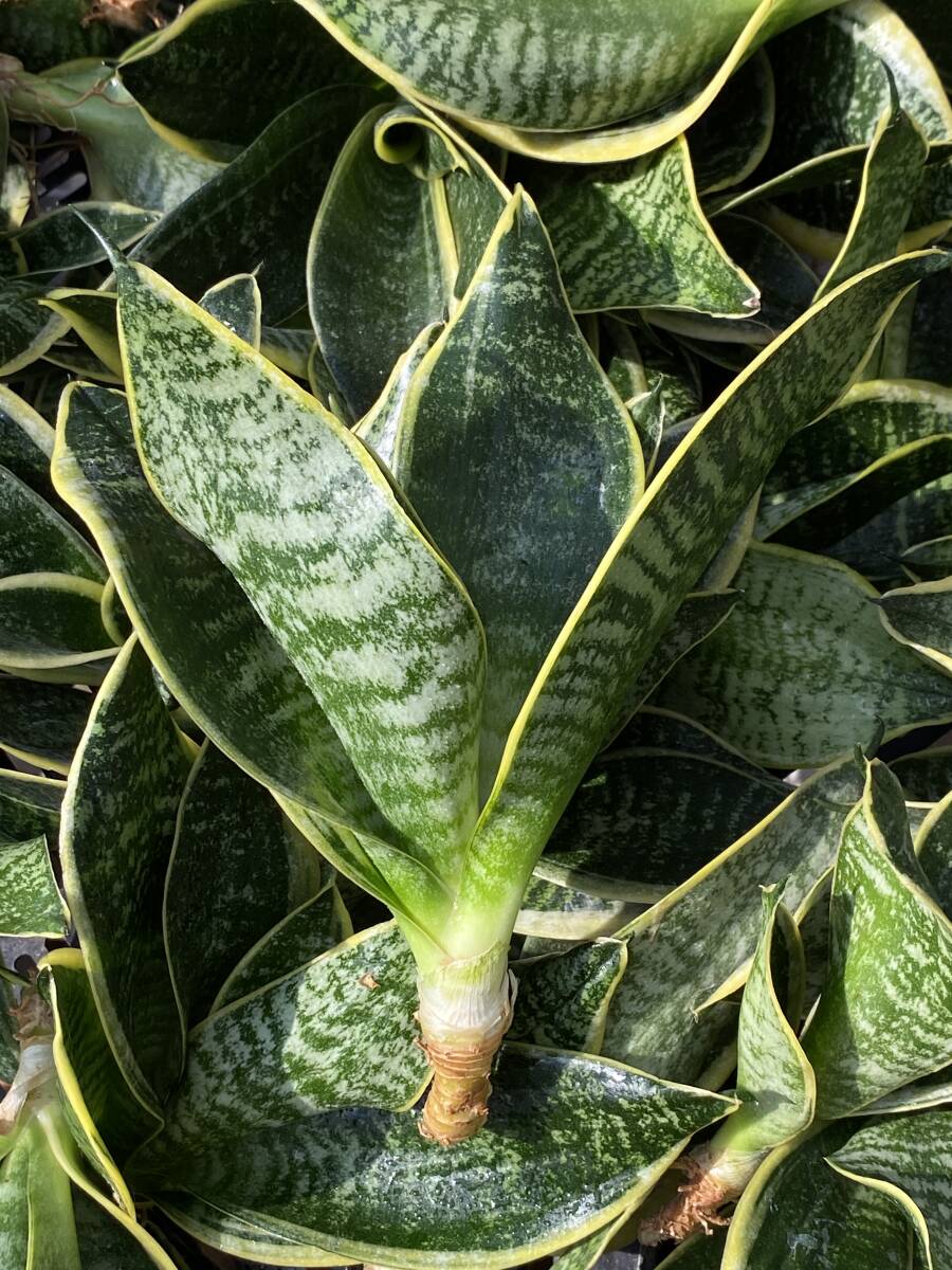 Yahoo!オークション - 【50株セット】P34&9-4 サンスベリア ゴールデ...