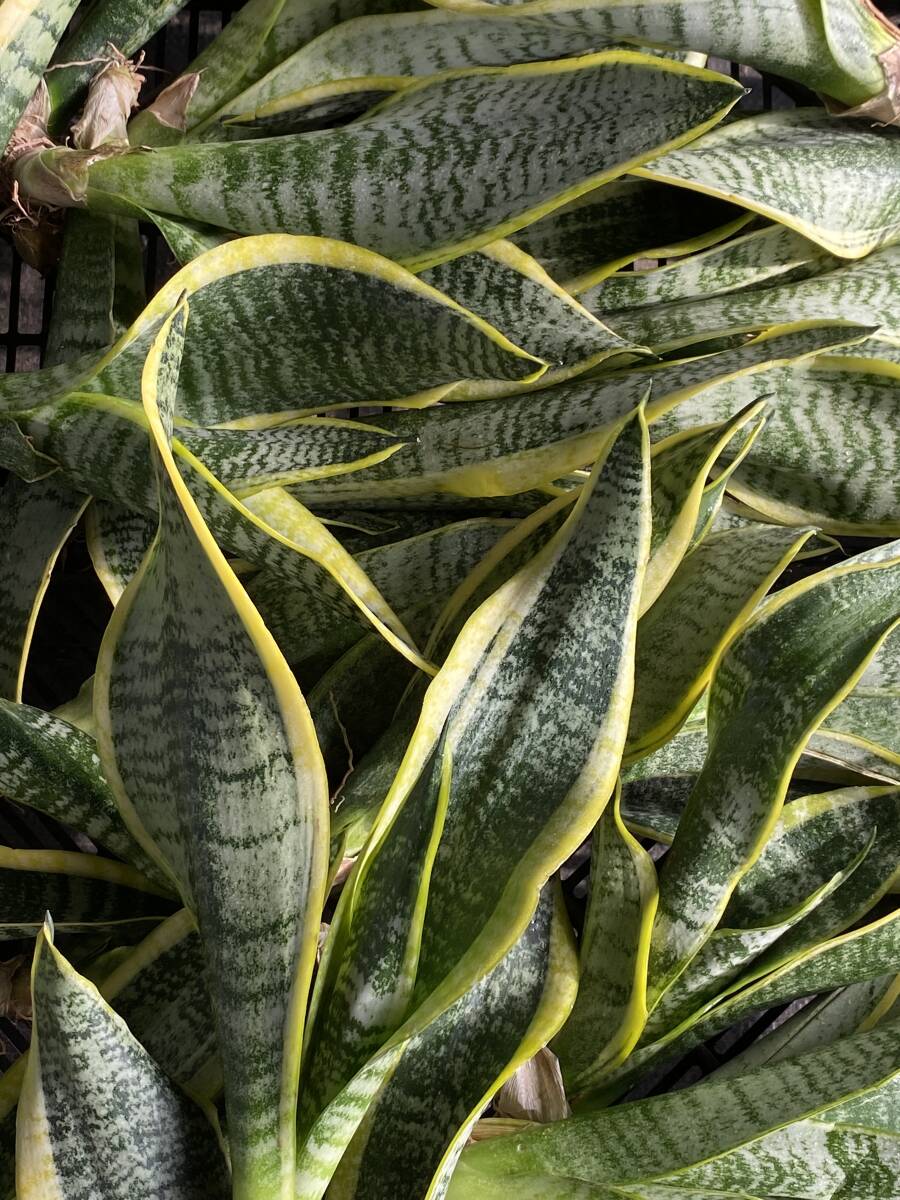 Yahoo!オークション - 【50株セット】P49&12-4 サンスベリア ワイキン...