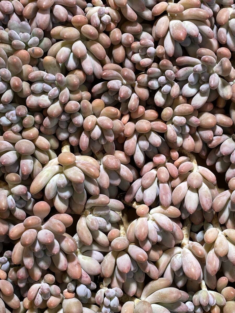 Yahoo!オークション - P63タンユエン37苗多肉植物 エケベリアサボテン...