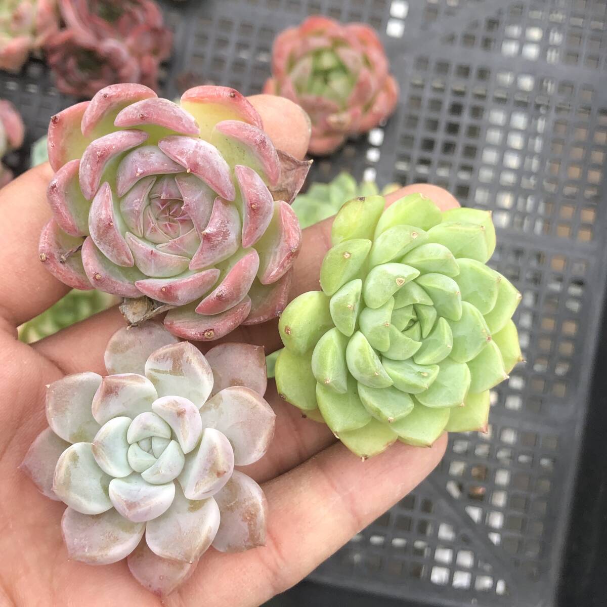 Yahoo!オークション - エケベリア23個 1014-K059 ミックス苗 多肉植物 ...