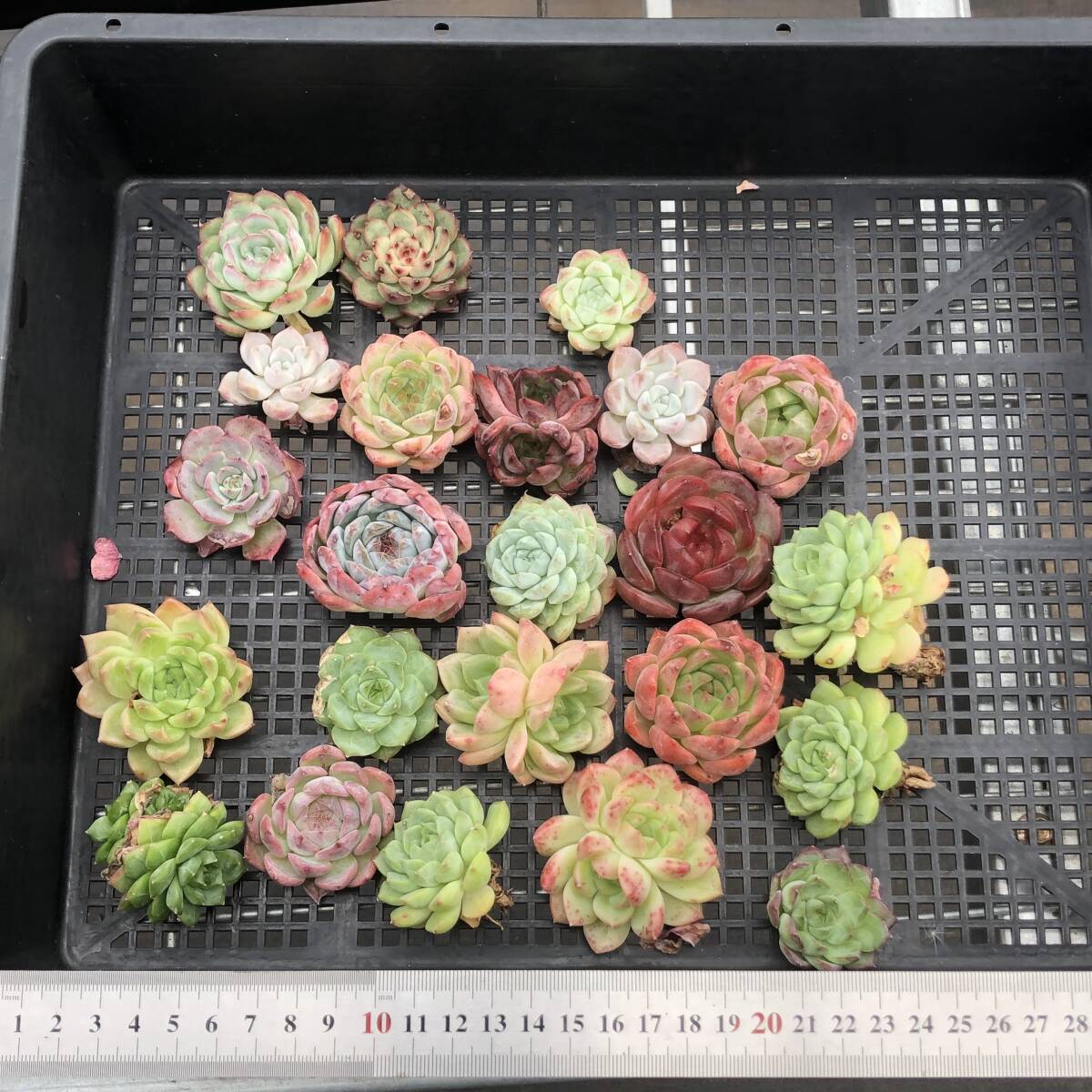 Yahoo!オークション - エケベリア23個 1014-K059 ミックス苗 多肉植物 ...