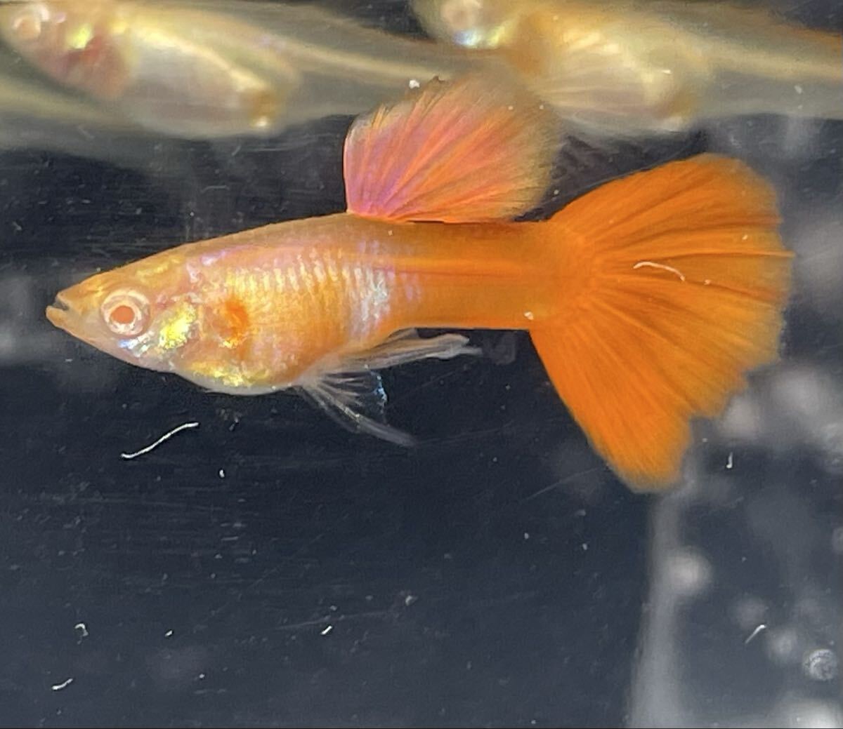 Yahoo!オークション - rreaマゼンタ×rreaフルレッドの子