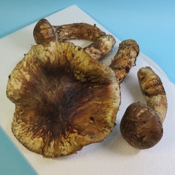 Yahoo!オークション - 岩手県産マツタケ 約303g入り 1箱 松茸 まつた...