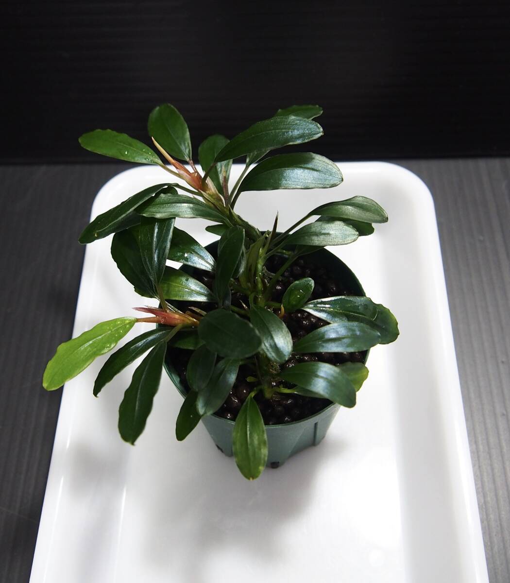 Yahoo!オークション - Bucephalandra sp from Kapuas-2 【AZ0611-12】A...