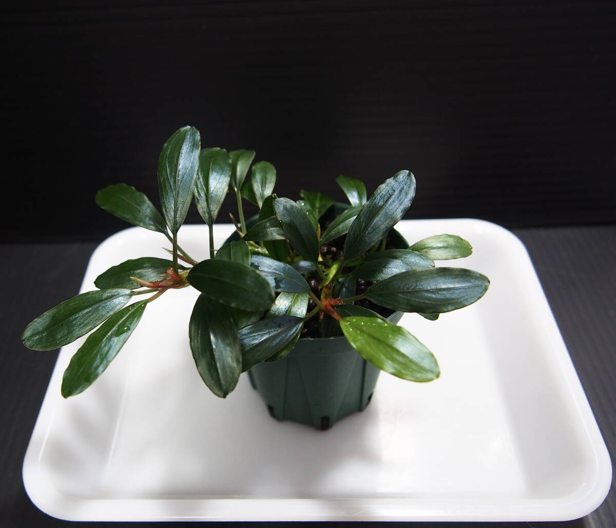 Yahoo!オークション - Bucephalandra sp from Kapuas-2 【AZ0611-12】A...