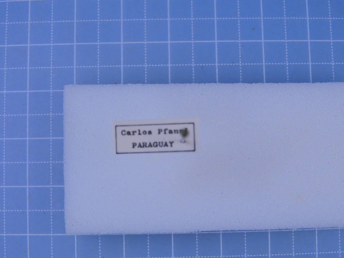 Yahoo!オークション - パラグアイ産 美麗カミキリ 27mm