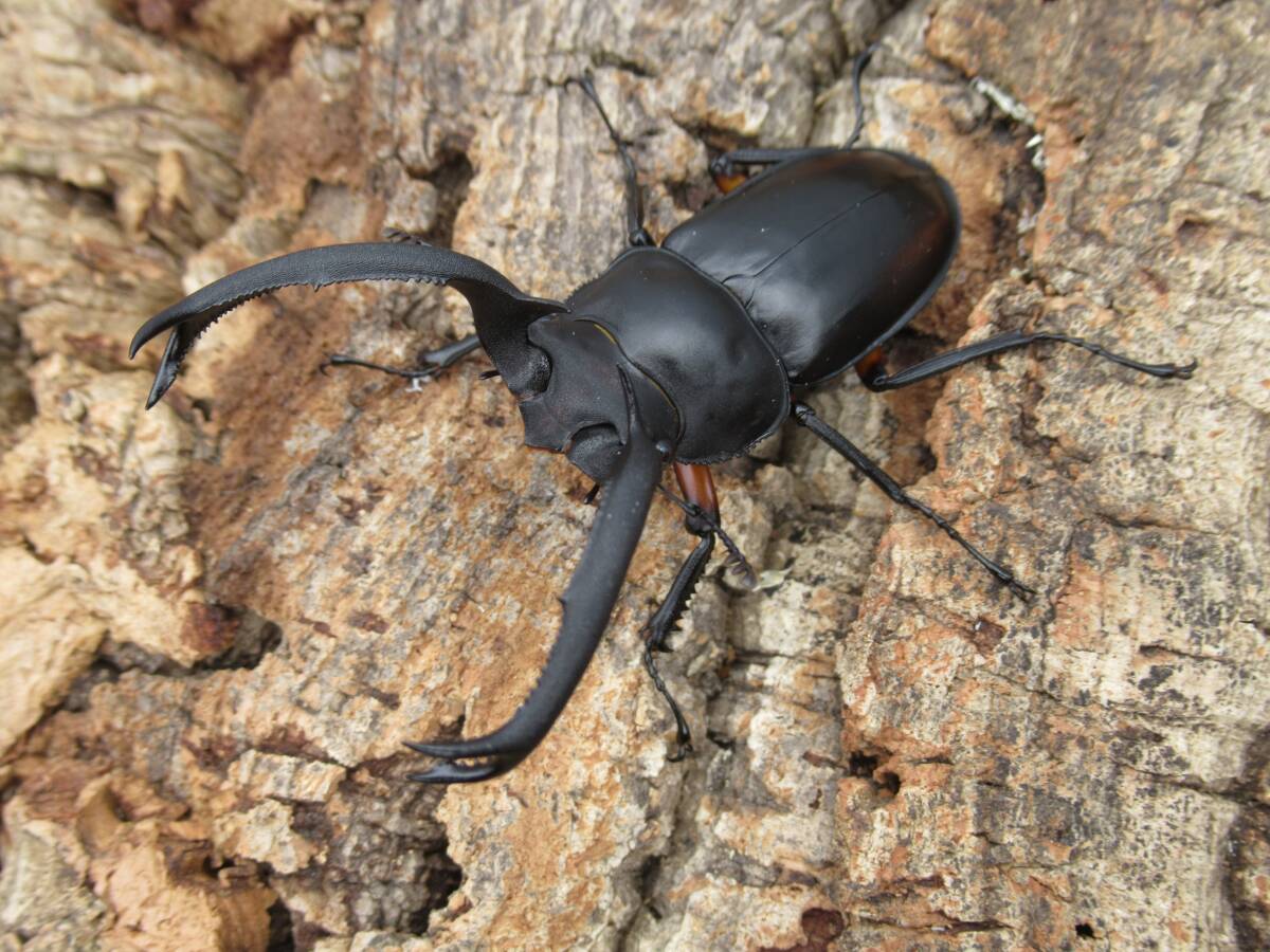 Yahoo!オークション - 【Kenny】ディディエールシカクワガタ トリオ ♂...