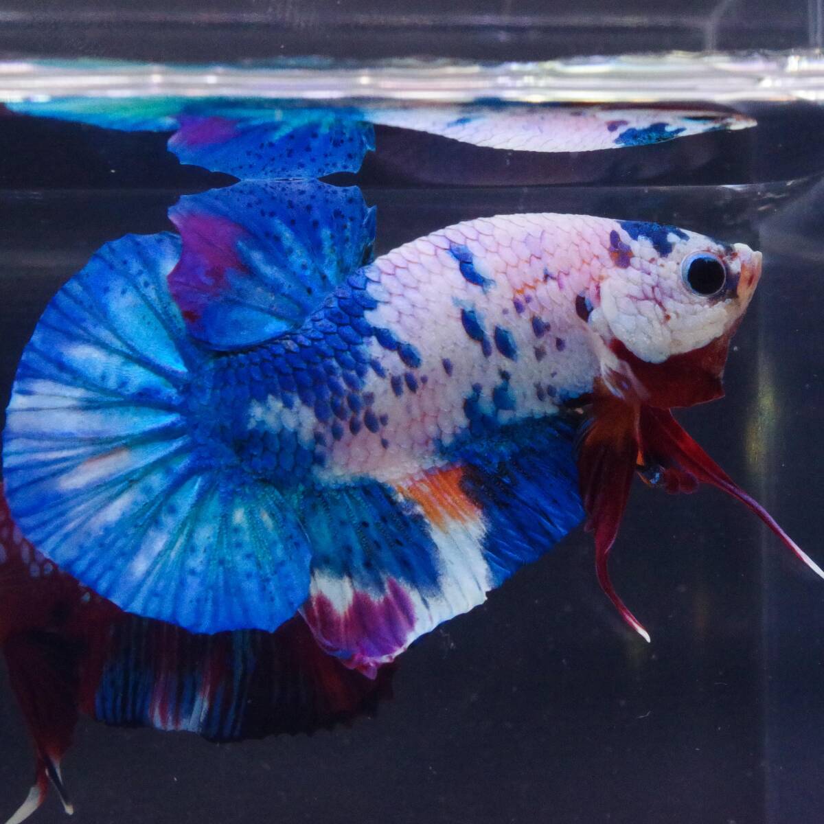 Yahoo!オークション - HMプラカット ファンシードラゴン Y-448