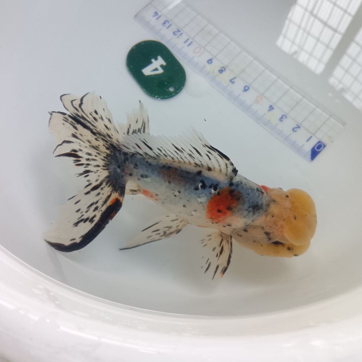 Yahoo!オークション - 4.スズキアズマ錦