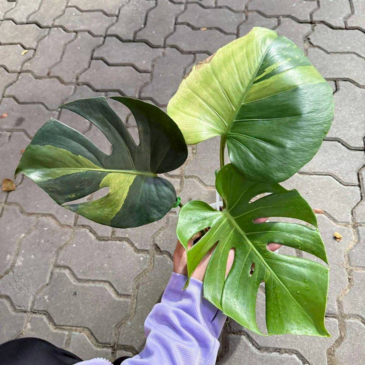 Yahoo!オークション - 珍ステラ モンステラ デリシオーサ レモン ミン...