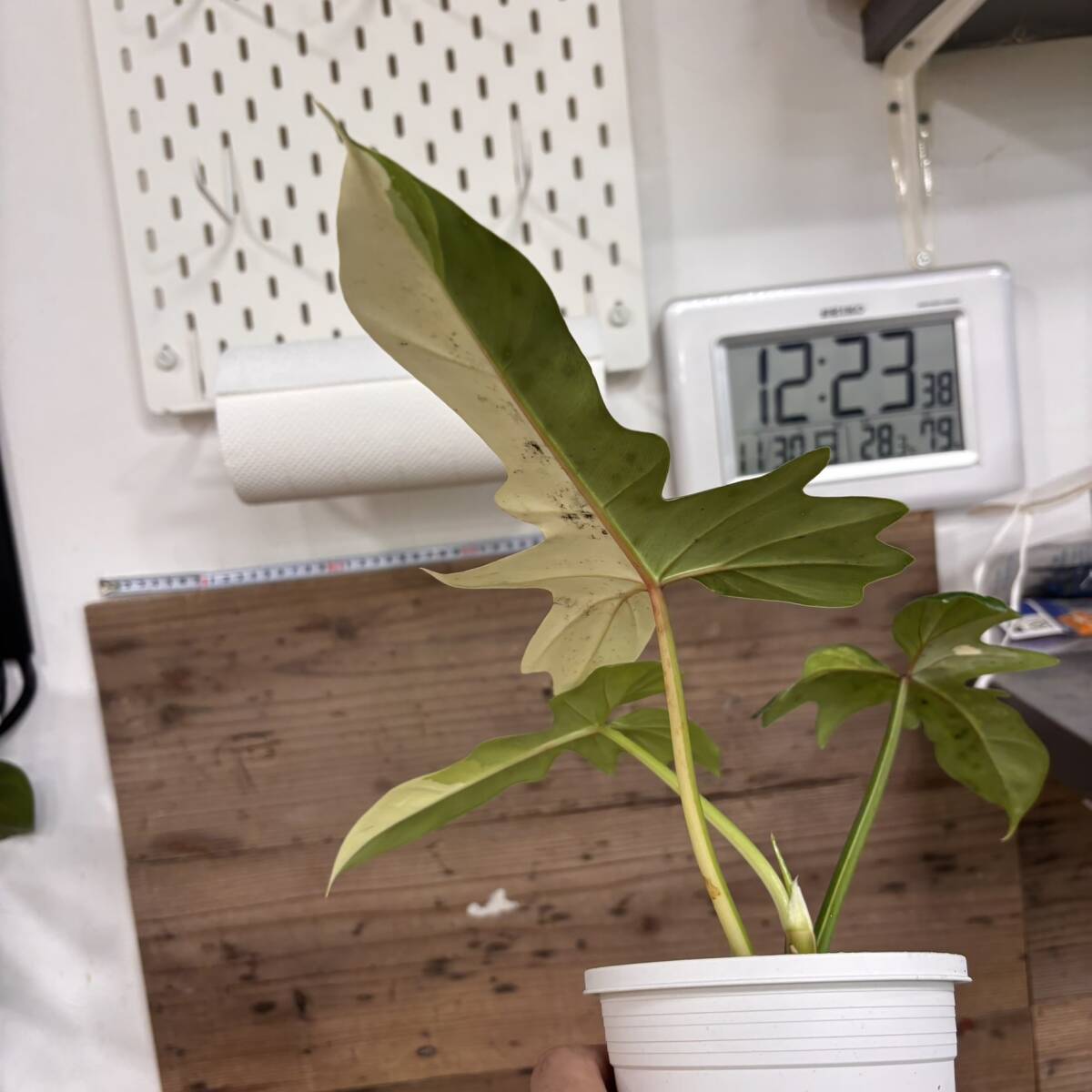 Yahoo!オークション - アロイ珍 フィロデンドロン ゴールデンドラゴン ...