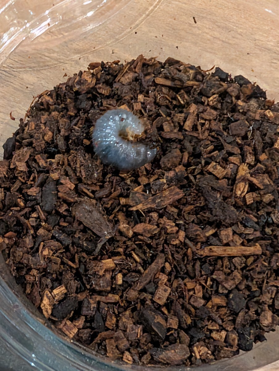 Yahoo!オークション - パチェコヒメゾウカブト 初令〜初2令幼虫5匹セッ...