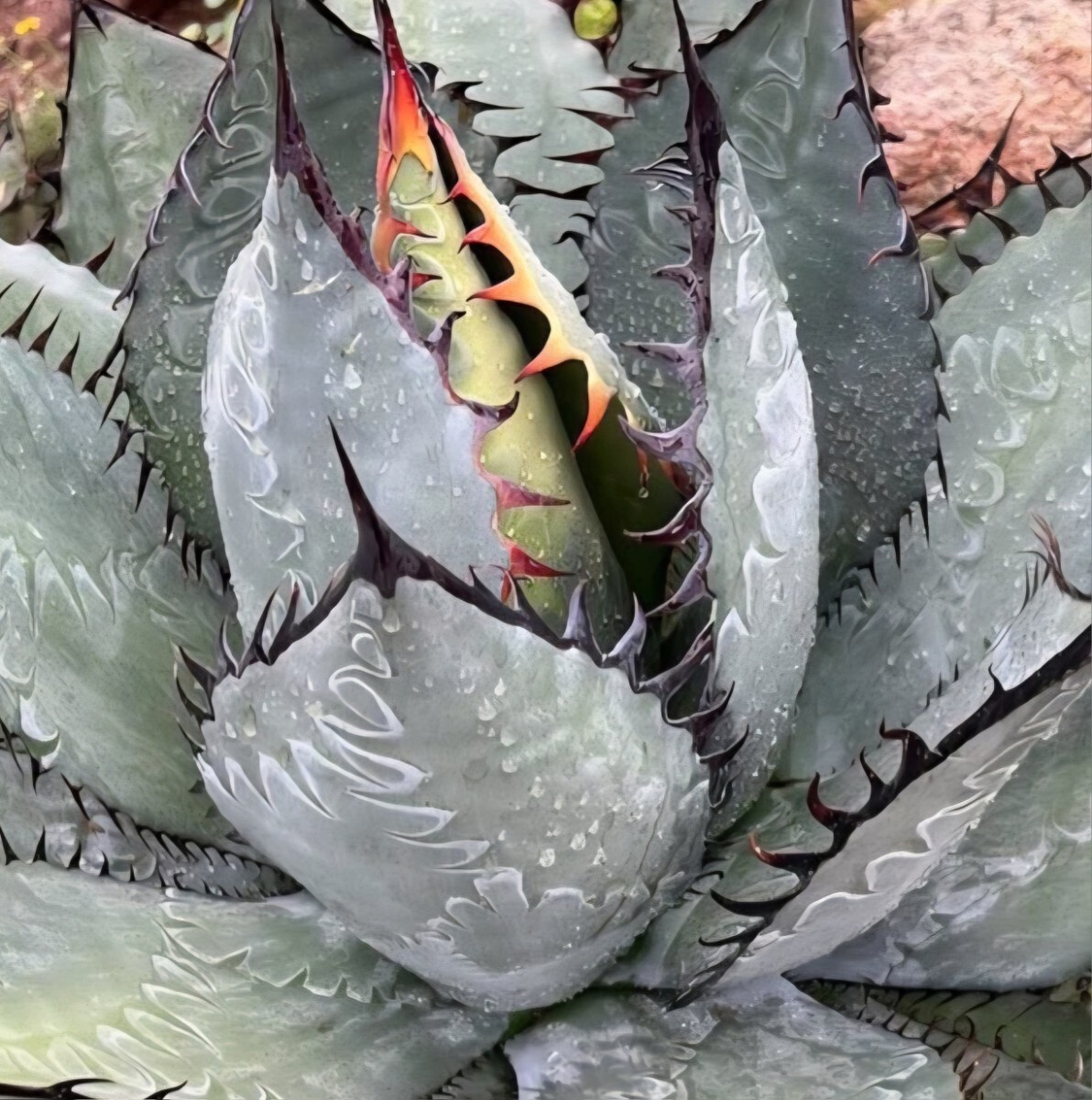 Yahoo!オークション - チタノタ×シャウィ 検（agave FO 076 チタノー...