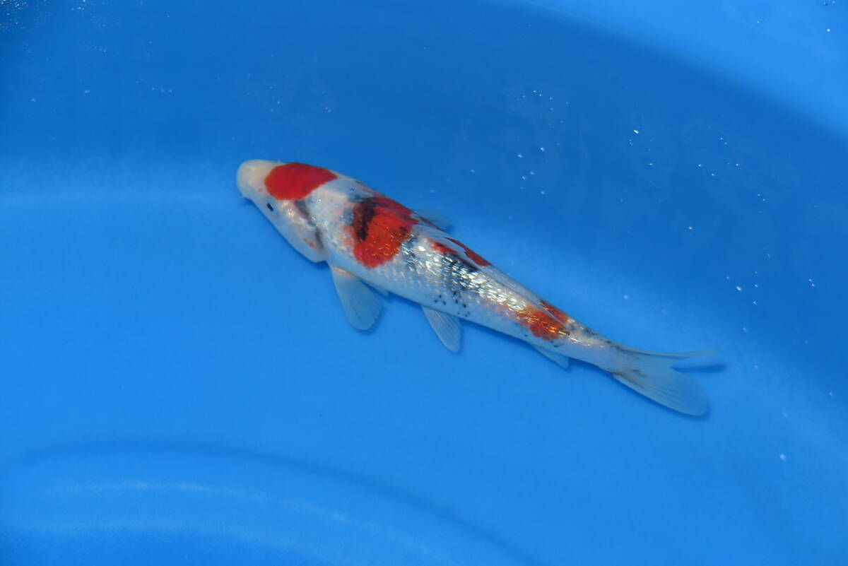 Yahoo!オークション - 品評会用 サービス品 銀鱗大正三色 16cm前後です