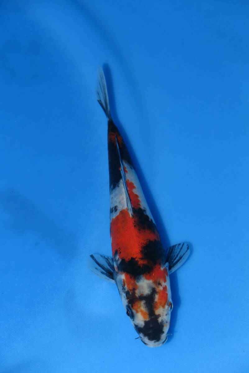 Yahoo!オークション - 品評会用 サービス品 昭和三色 16cm前後です