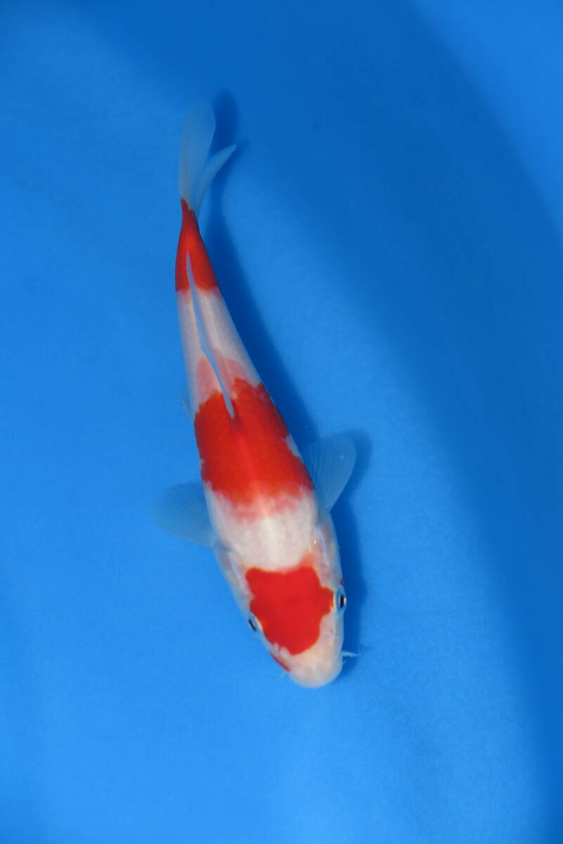 Yahoo!オークション - 品評会用 サービス品 紅白 14cm前後です