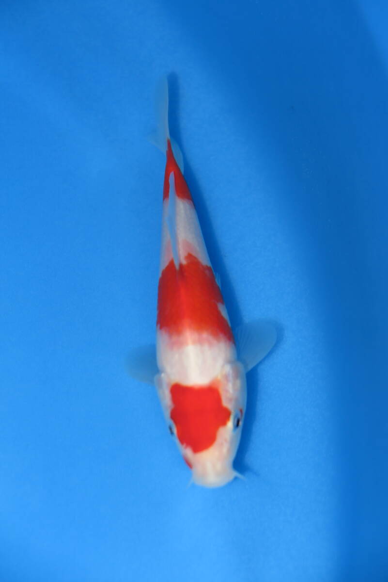 Yahoo!オークション - 品評会用 サービス品 紅白 14cm前後です