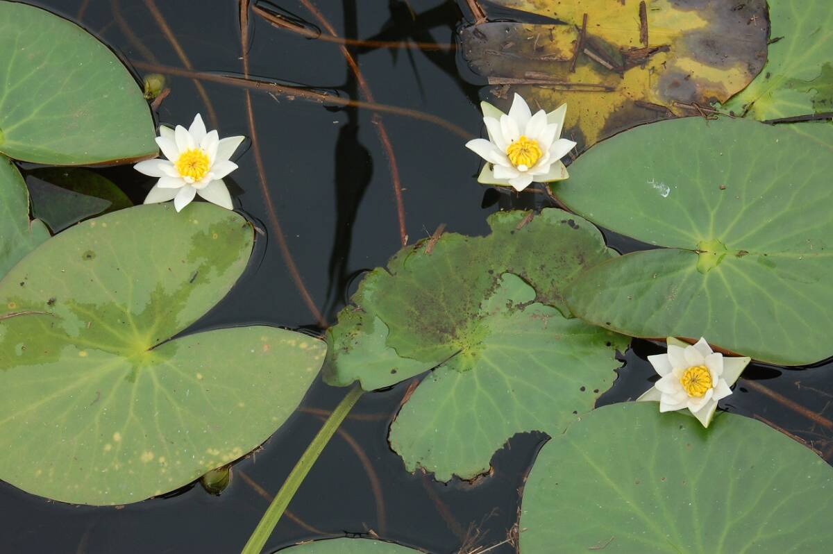 Yahoo!オークション - 水生植物 ヒツジグサ(種子15粒・第四種郵便送料1...