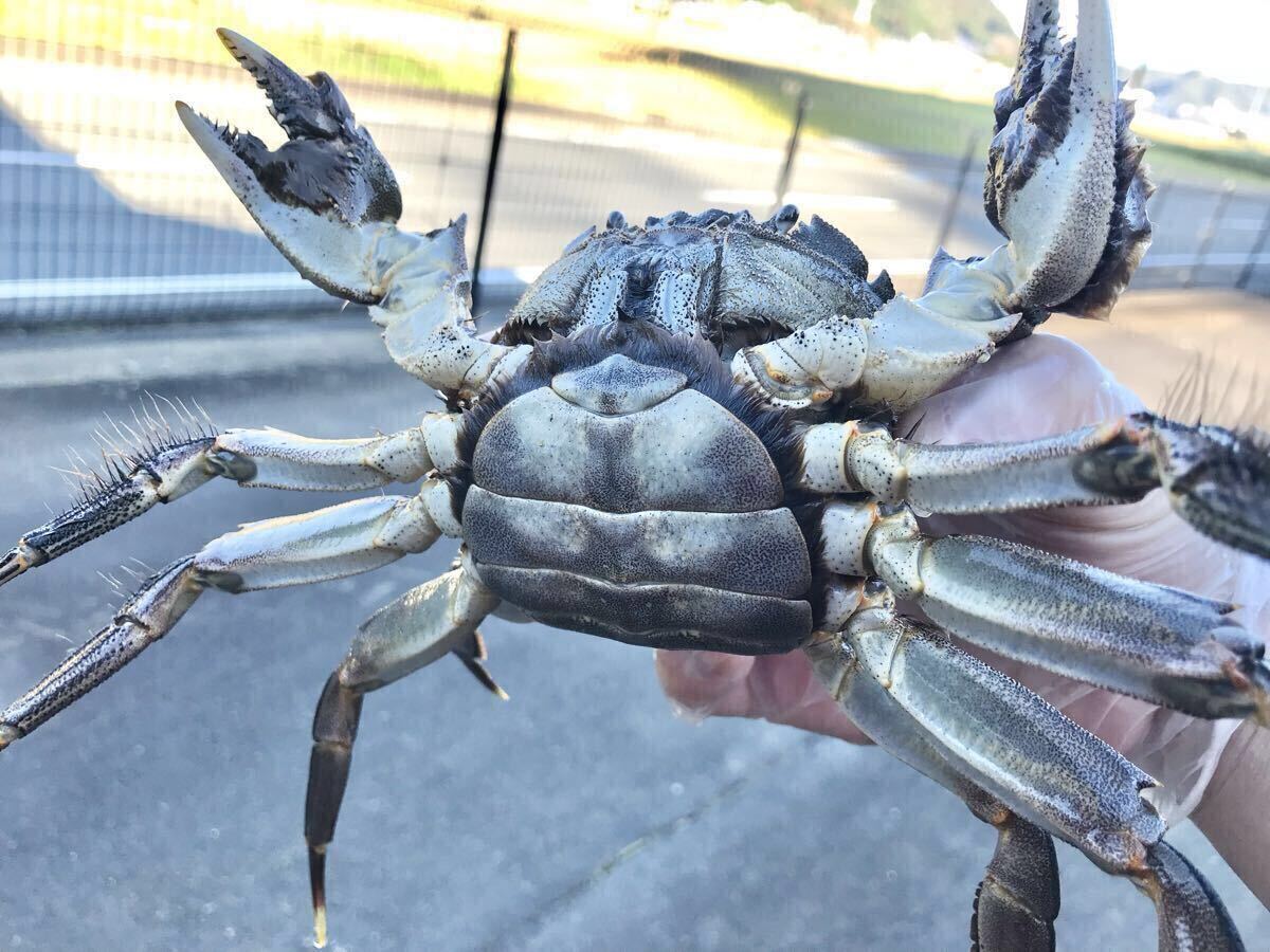 Yahoo!オークション - 特大サイズ メス 220g 210g 180g級 1.1kg 特大サ...