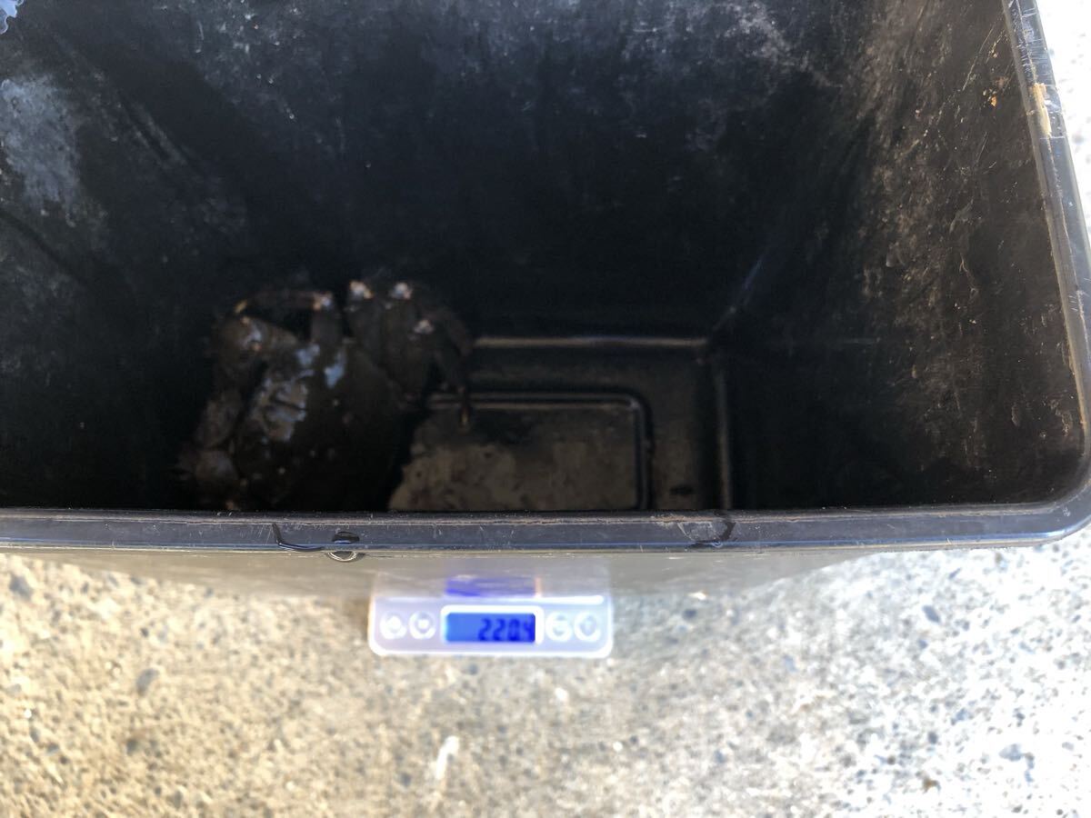 Yahoo!オークション - 特大サイズ メス 220g 210g 180g級 1.1kg 特大サ...