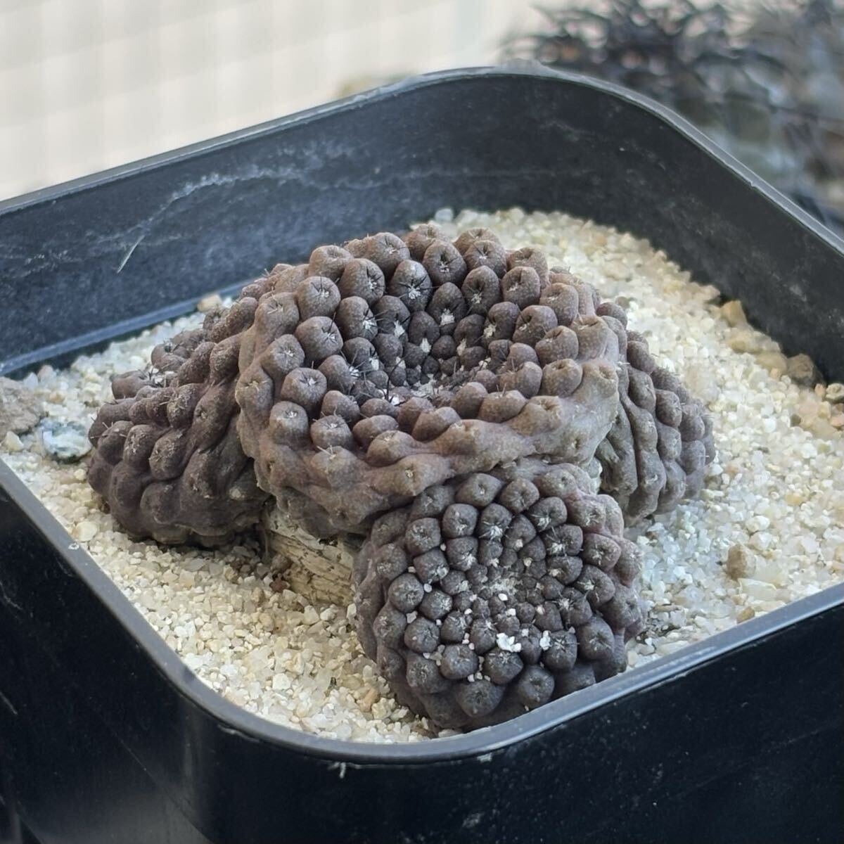 Yahoo!オークション - Eriosyce esmeraldana エリオシケ エスメラルダ...