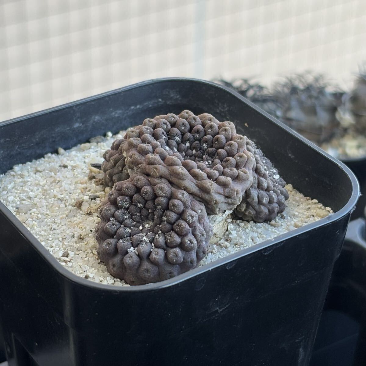 Yahoo!オークション - Eriosyce esmeraldana エリオシケ エスメラルダ...