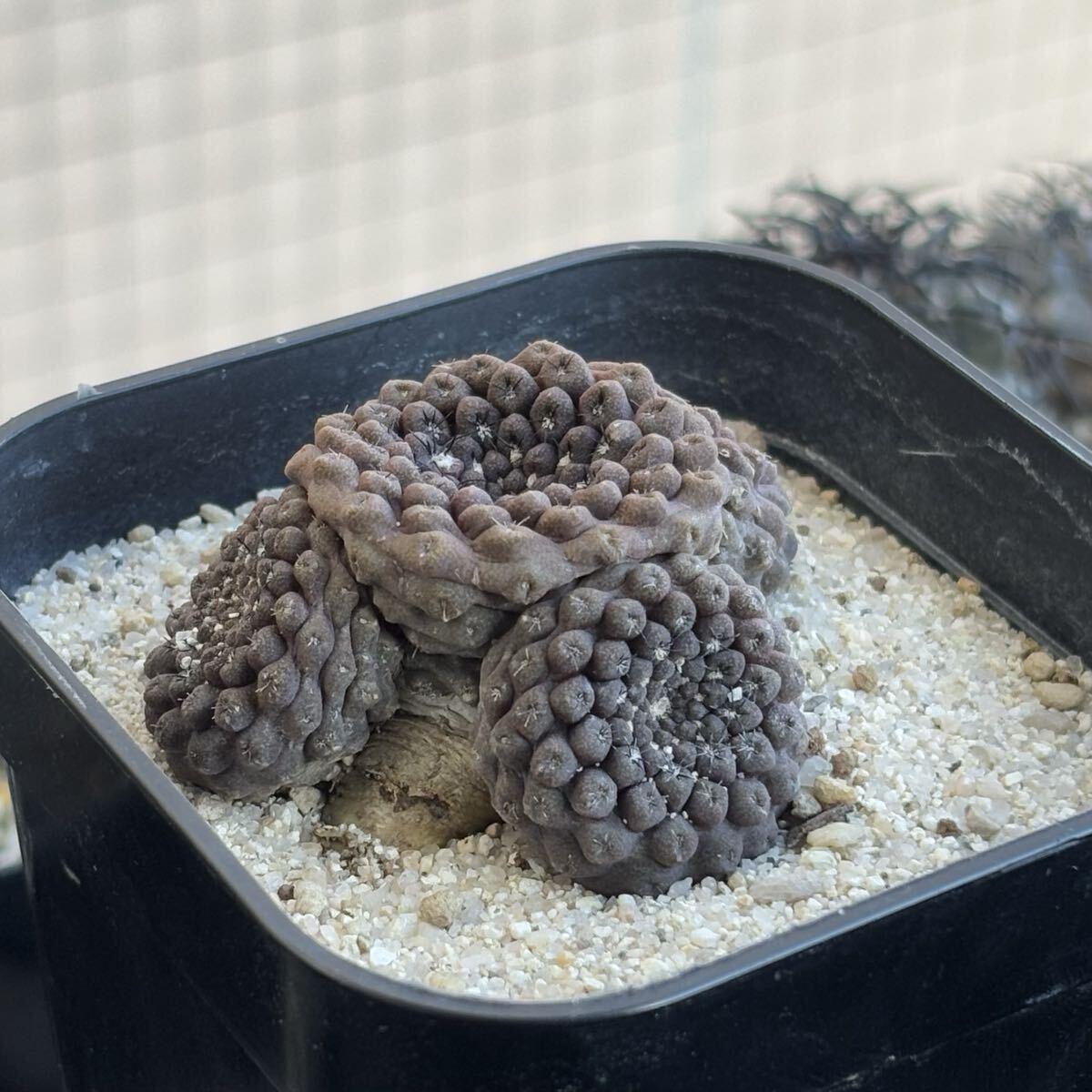 Yahoo!オークション - Eriosyce esmeraldana エリオシケ エスメラルダ...