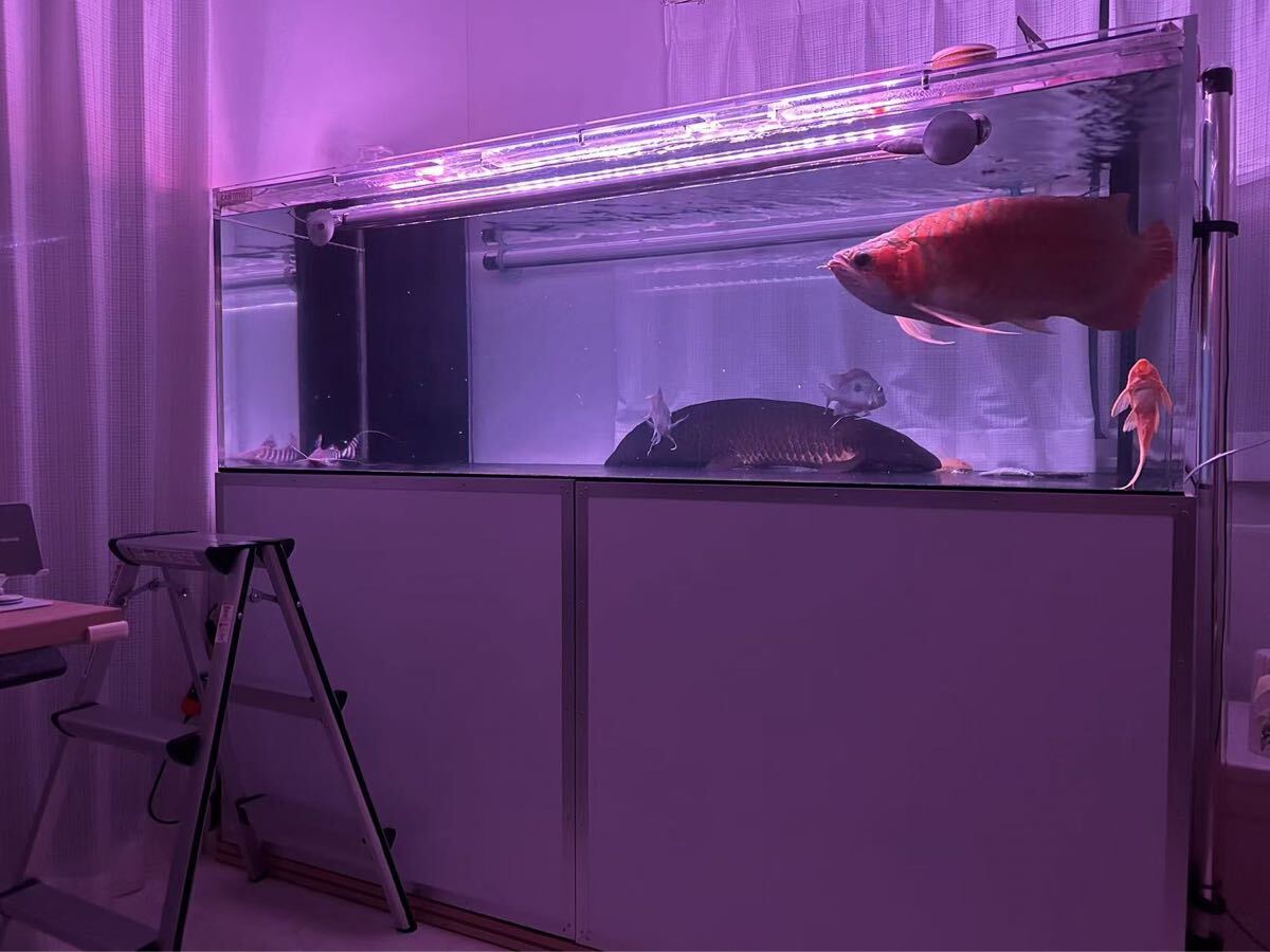 Yahoo!オークション - アクア引退のため カンテツ水槽セット1800x900x6...