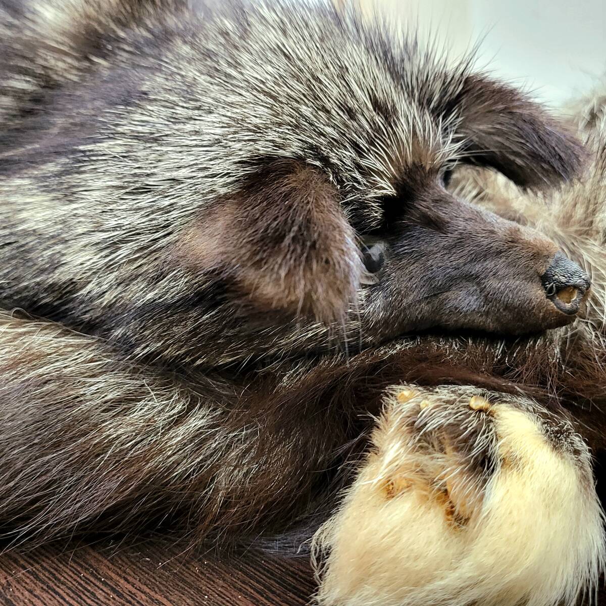 Yahoo!オークション - 5565B フォックス ファー マフラー ブラウン系 ...