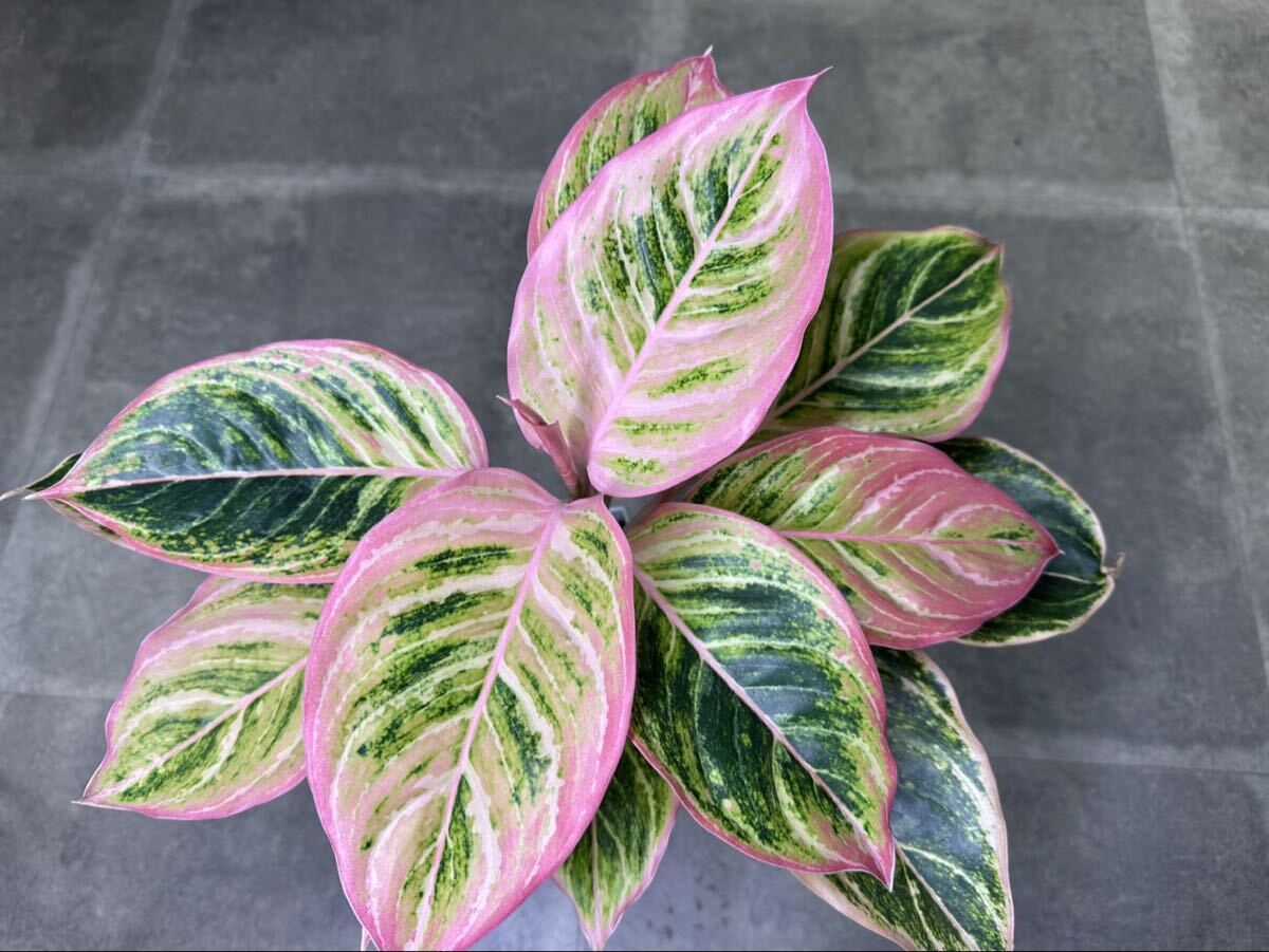 Yahoo!オークション - 【hime plants】タイの宝石Aglaonema Pinky Pree