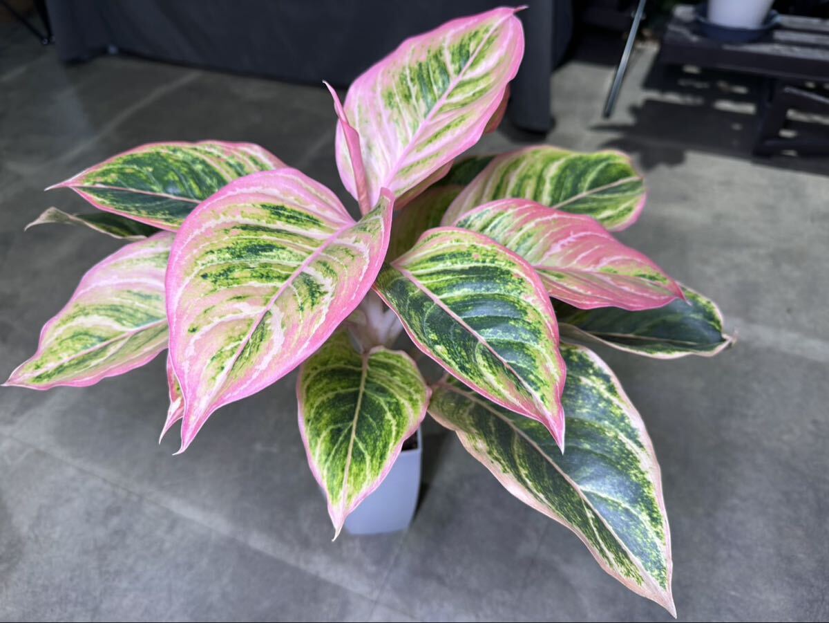 Yahoo!オークション - 【hime plants】タイの宝石Aglaonema Pinky Pree