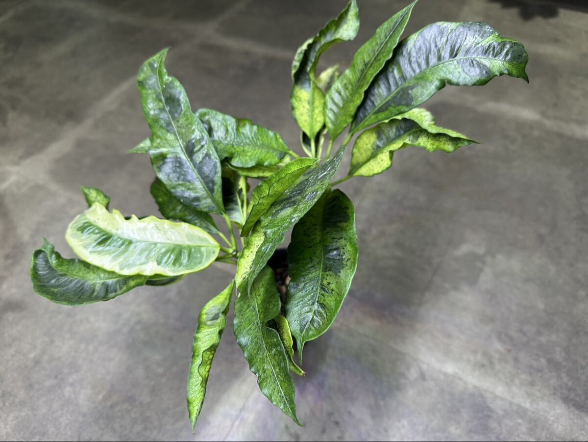 Yahoo!オークション - 【hime plants】開運の木 クルトン タマラ 斑入...