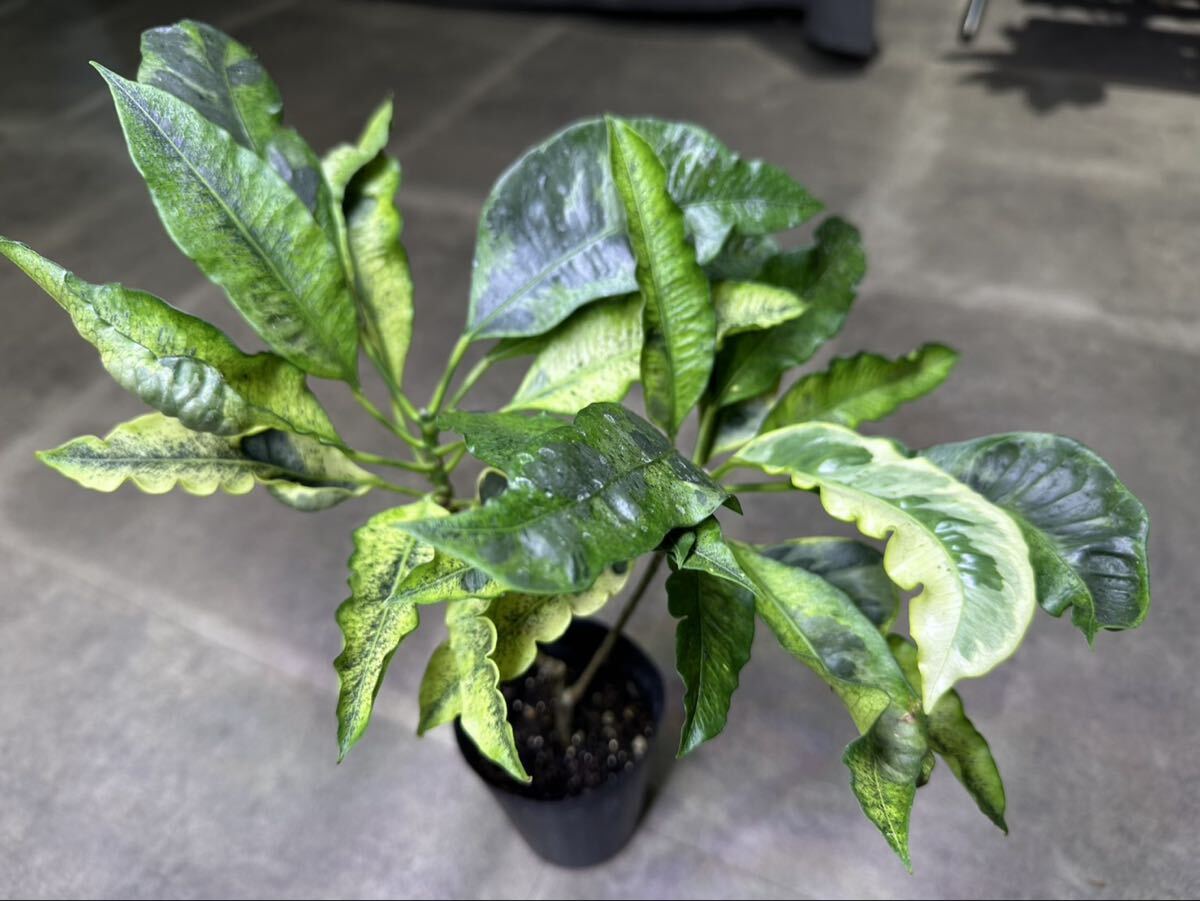 Yahoo!オークション - 【hime plants】開運の木 クルトン タマラ 斑入...