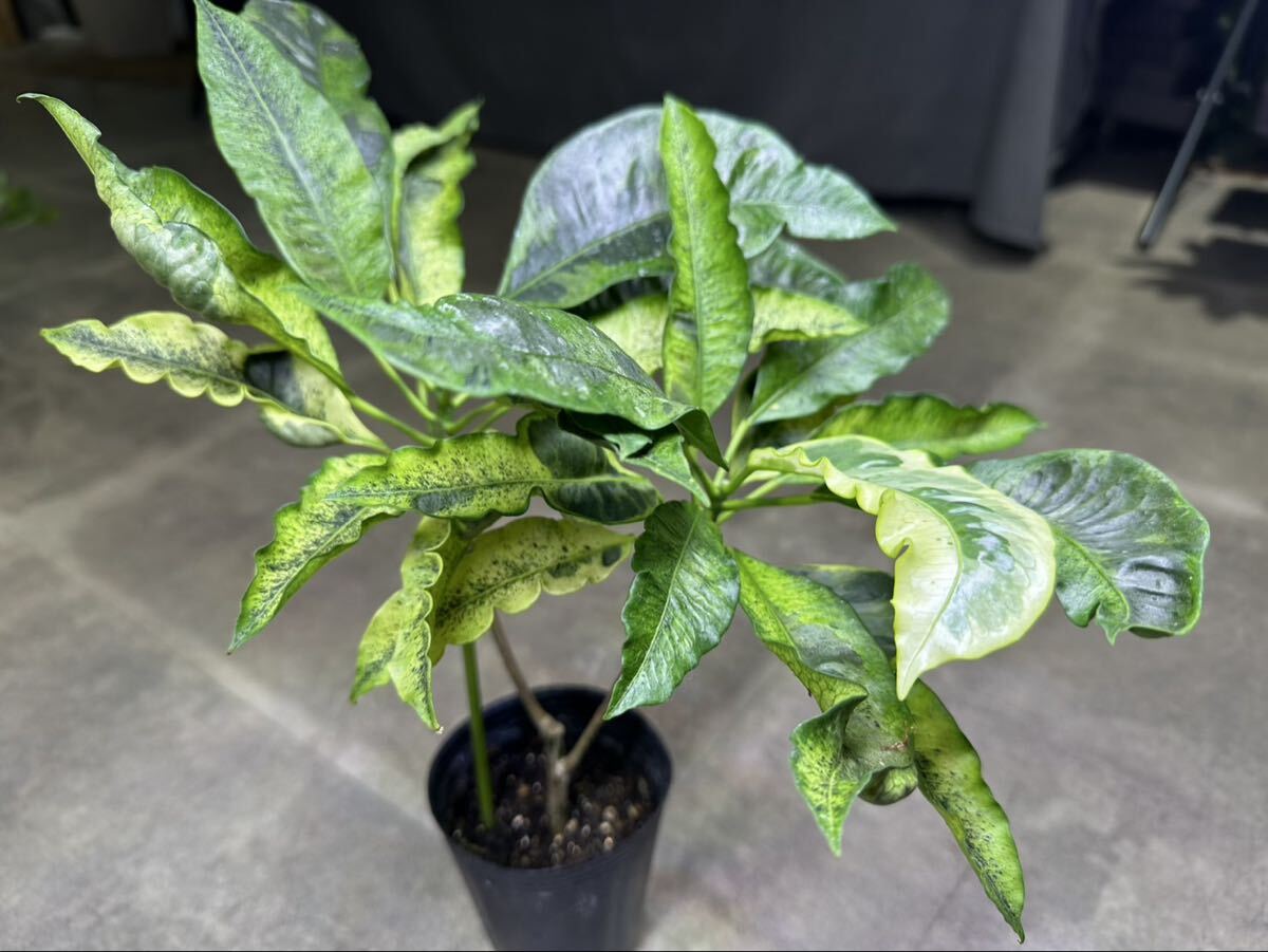 Yahoo!オークション - 【hime plants】開運の木 クルトン タマラ 斑入...