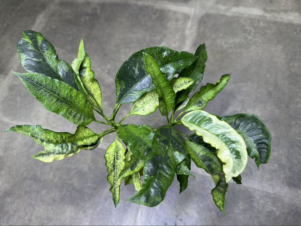 Yahoo!オークション - 【hime plants】開運の木 クルトン タマラ 斑入...