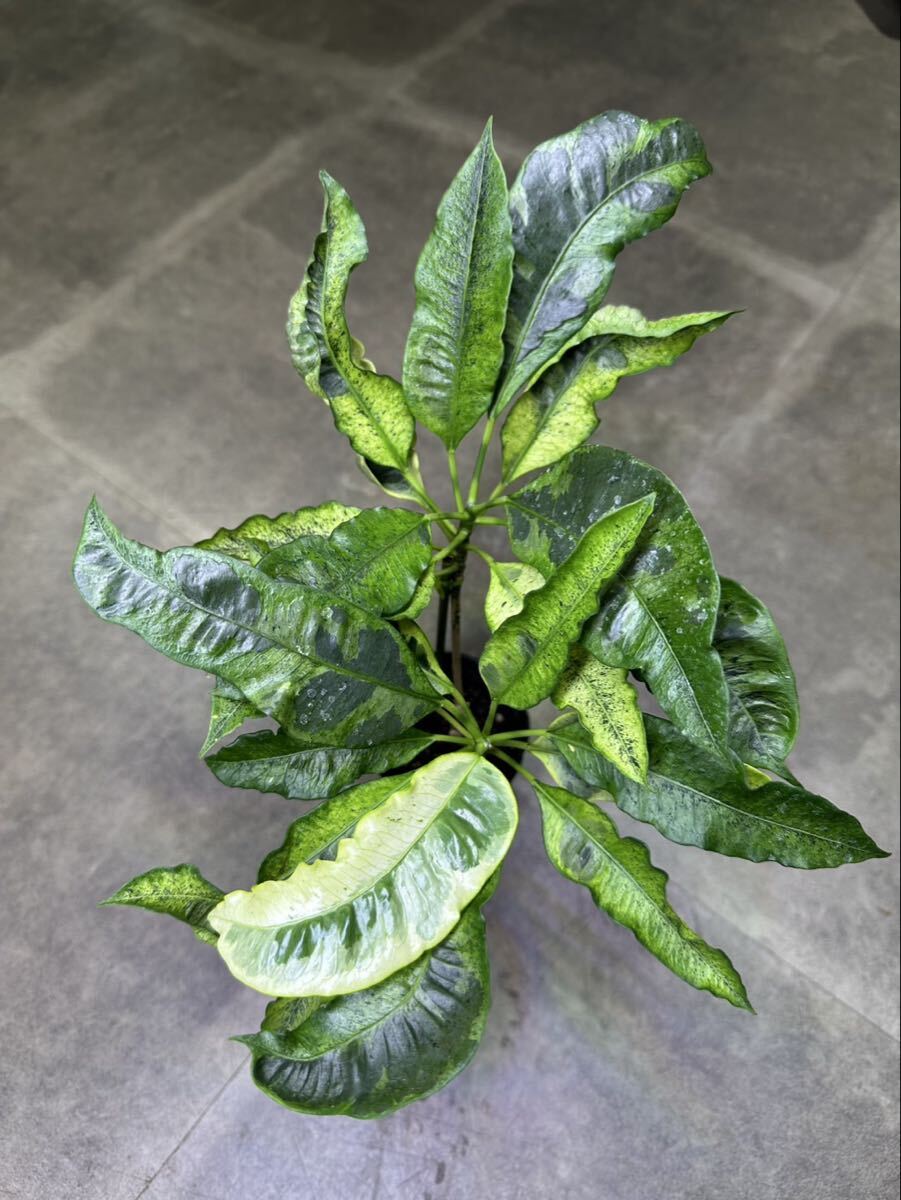 Yahoo!オークション - 【hime plants】開運の木 クルトン タマラ 斑入...