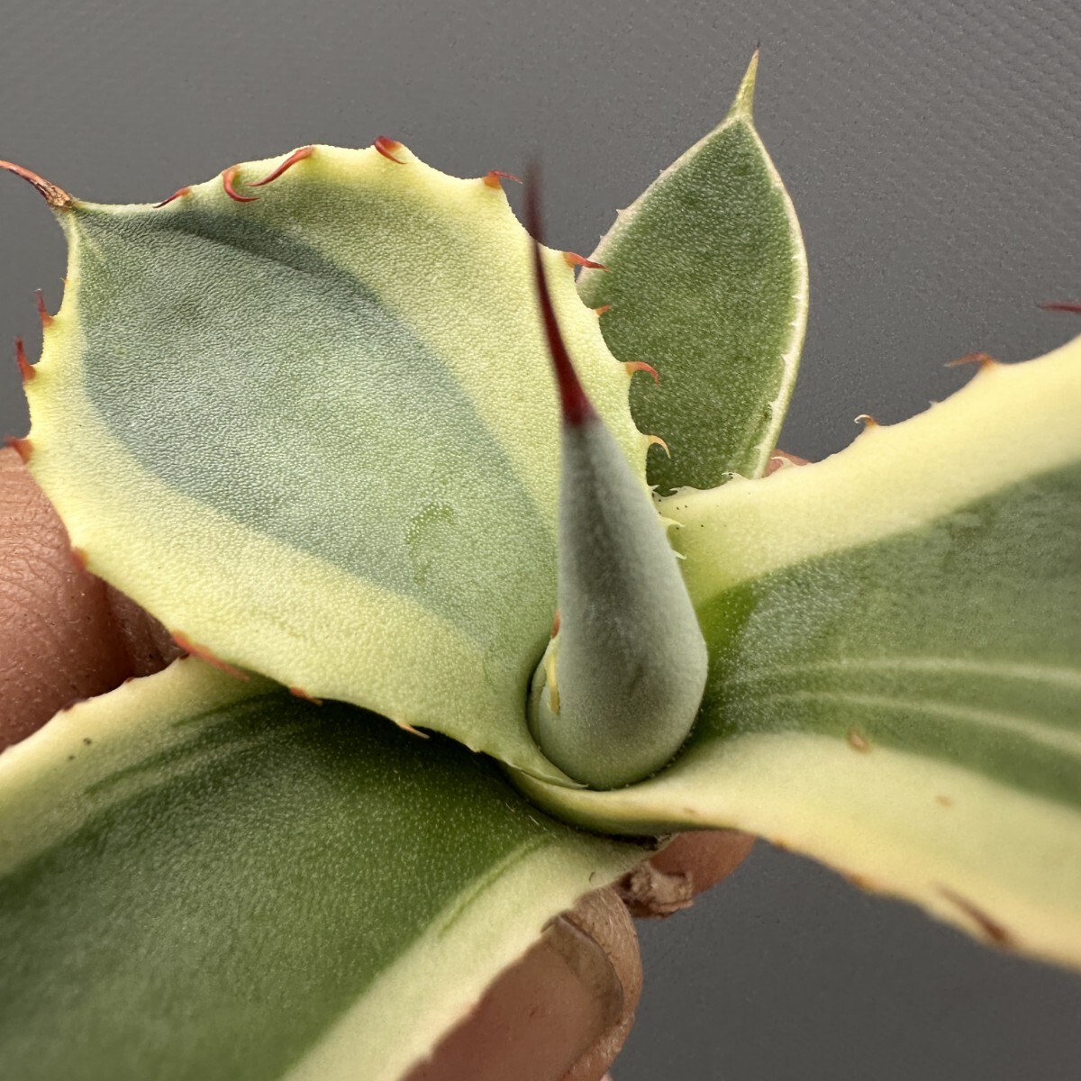 Yahoo!オークション - N43 【青田園芸】アガベ パリー トランカータ オ...