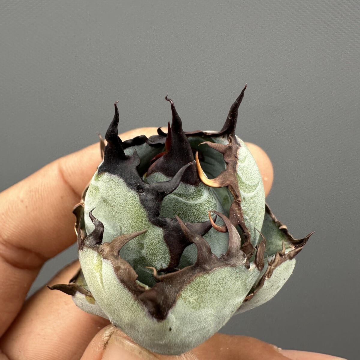 Yahoo!オークション - N52 【青田園芸】アガベ チタノタ BB ブラックア...