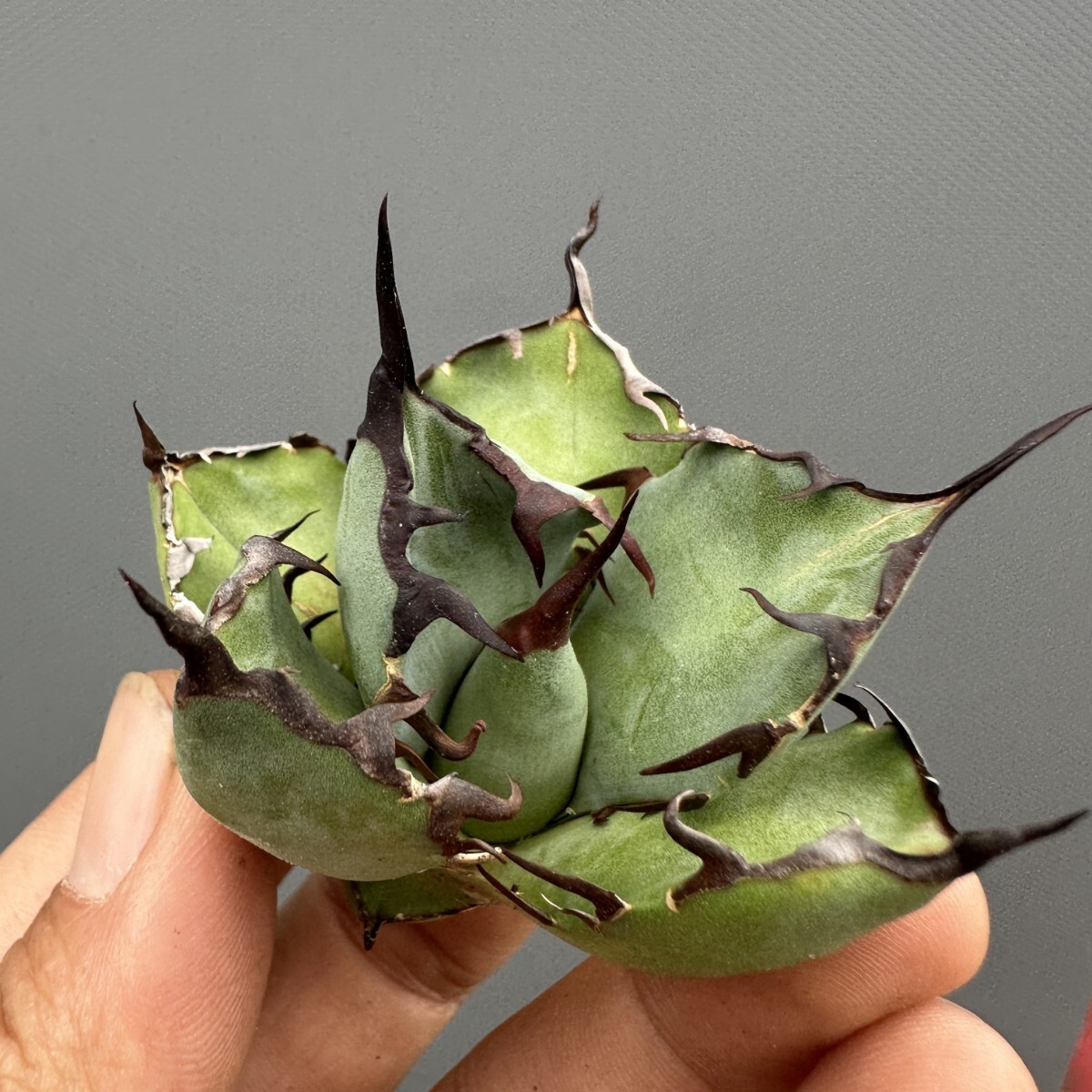 Yahoo!オークション - N67 【青田園芸】 【青田園芸】 特選 アガベ 多...