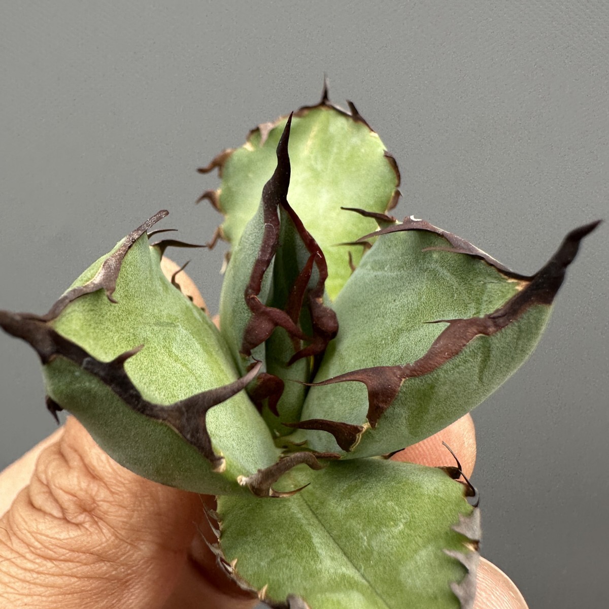 Yahoo!オークション - N67 【青田園芸】 【青田園芸】 特選 アガベ 多...