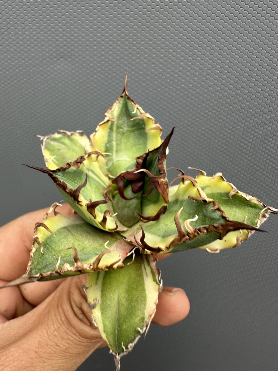 Yahoo!オークション - R9 【青田園芸】特選 アガベ 多肉植物 チタノタ...