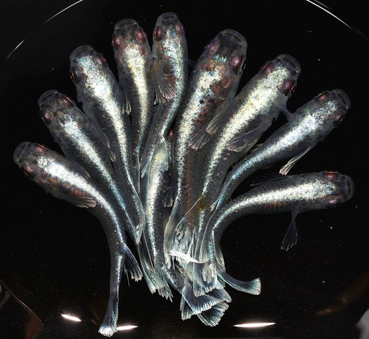 Yahoo!オークション - 【メダカ屋hottomon・現物出品】ブラックマリア...