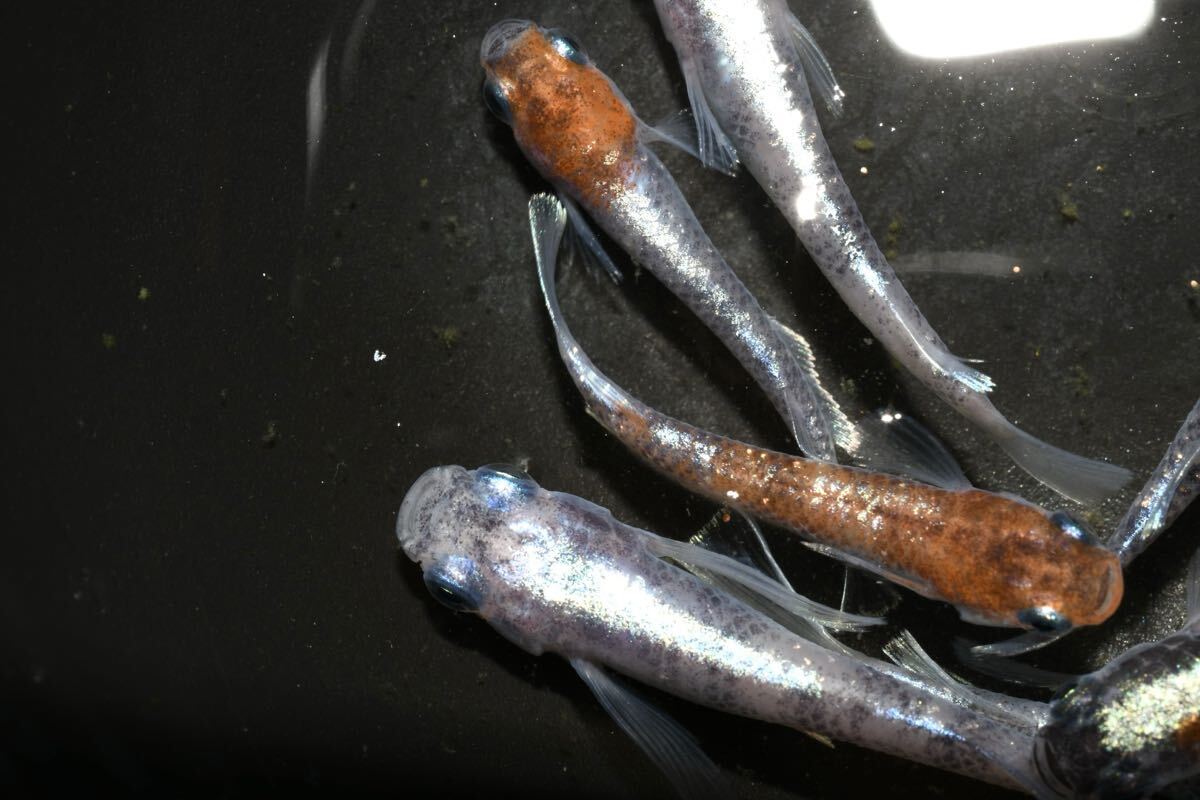 Yahoo!オークション - D1. 朱光菊RLF (菊間メダカ様血統) 若魚 特上個...