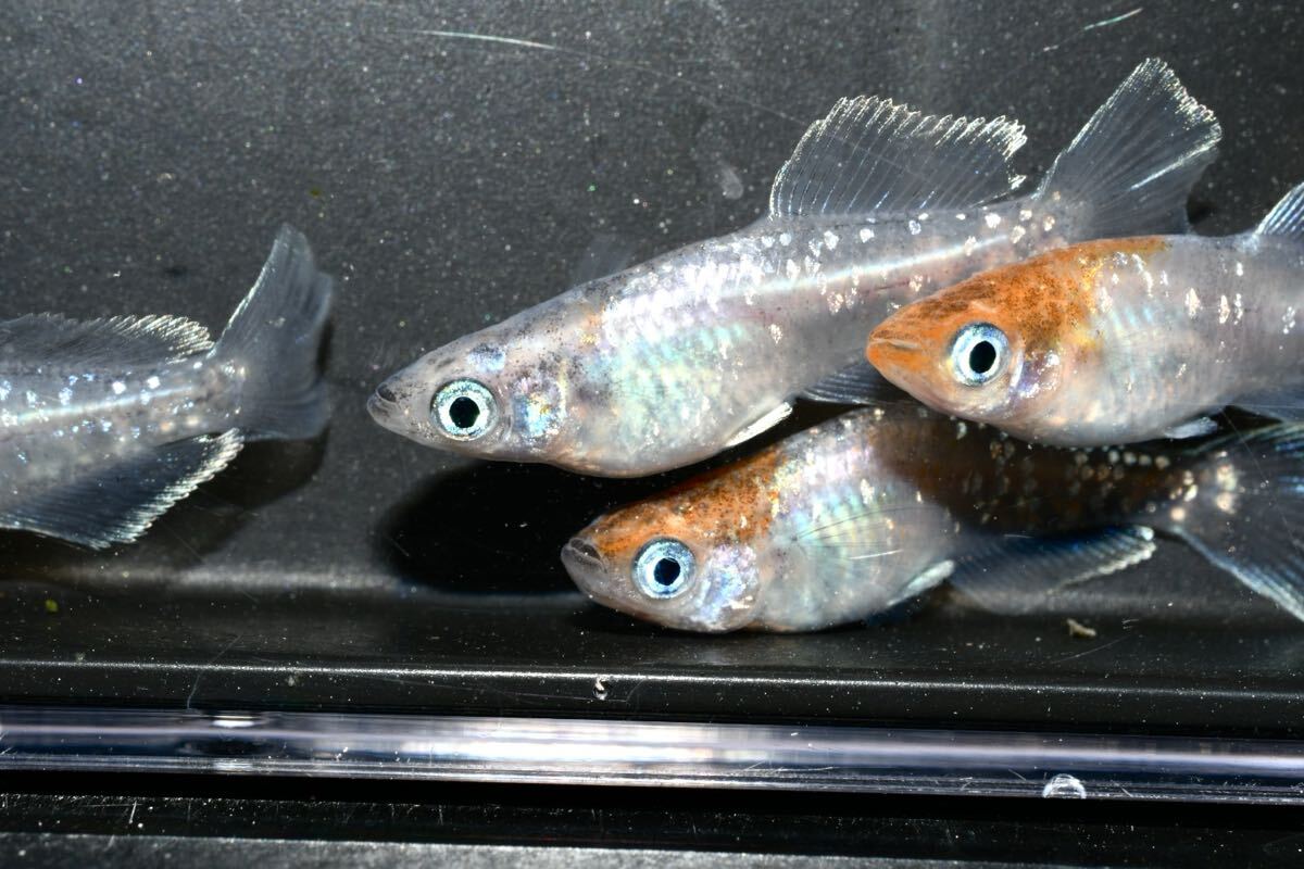 Yahoo!オークション - A4. 朱光菊 光体型 若魚 (菊間メダカ様血統) 特...