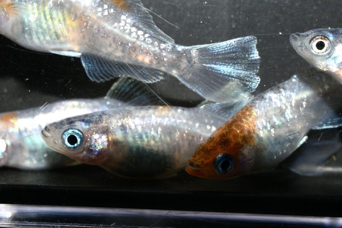 Yahoo!オークション - A4. 朱光菊 光体型 若魚 (菊間メダカ様血統) 特...