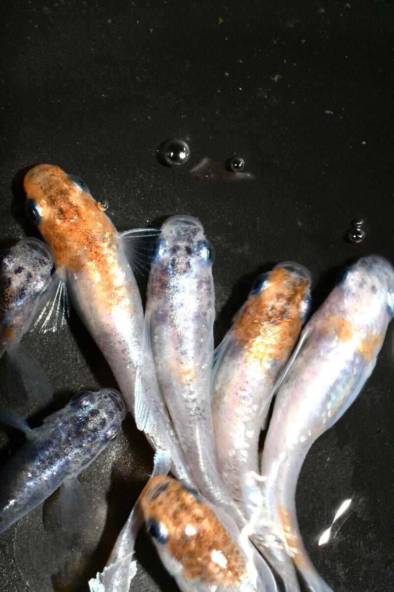 Yahoo!オークション - A4. 朱光菊 光体型 若魚 (菊間メダカ様血統) 特...