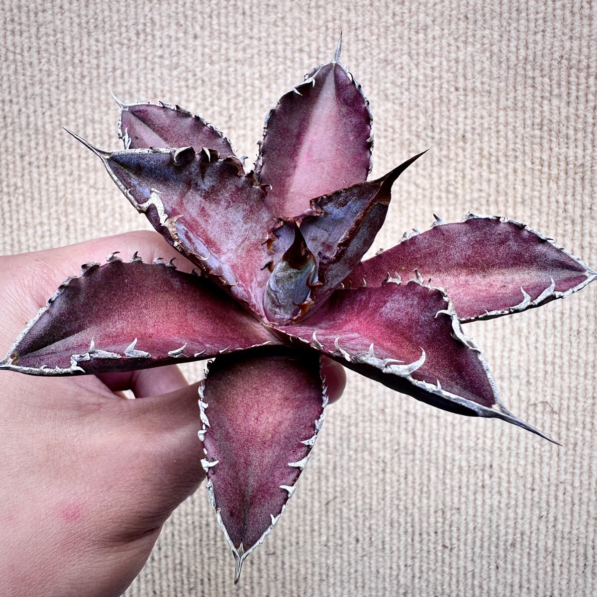 Yahoo!オークション - 【Lj_plants】C049 新種の先発です 貴重な希少...